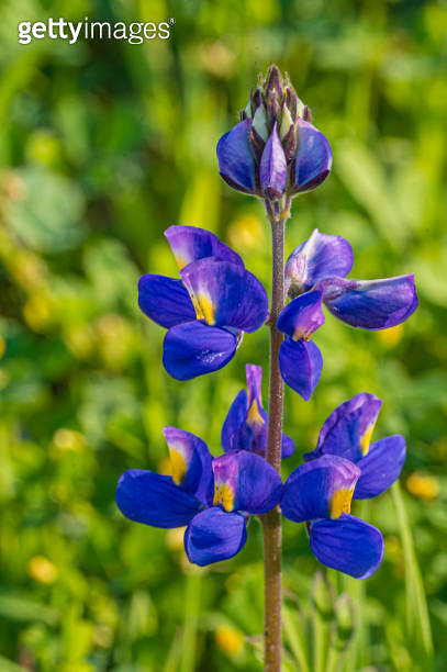 Lupinus nanus ("sky lupine", "field lupine", "dwarf lupin", "ocean-blue ...