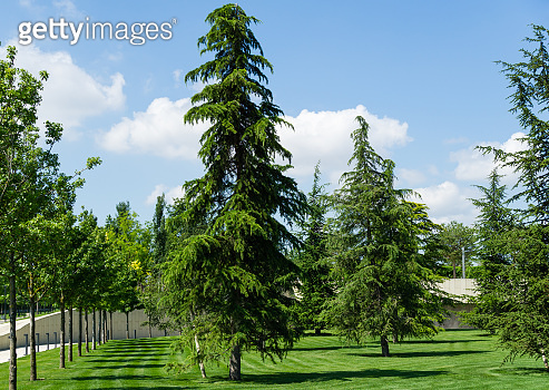 Beautiful Himalayan cedar (Cedrus Deodara, Deodar) on lush green lawn ...