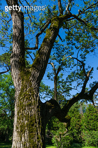 Old Hovenia dulcis, known as Japanese or Oriental Raisin tree with ...