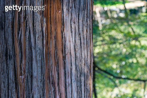 Original striped texture trunk old Cryptomeria japonica Elegans tree ...