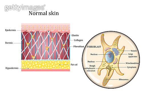 Human skin structure and fibroblast structure. Fat cell, Elastin ...