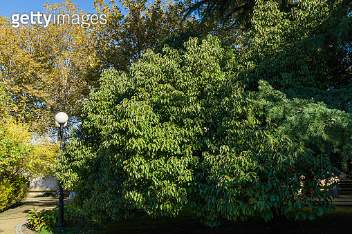 Beautiful landscape with Quercus glauca (Cyclobalanopsis glauca ...