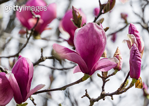 Beautiful branch of pink purple Magnolia Soulangeana Verbanica flower ...