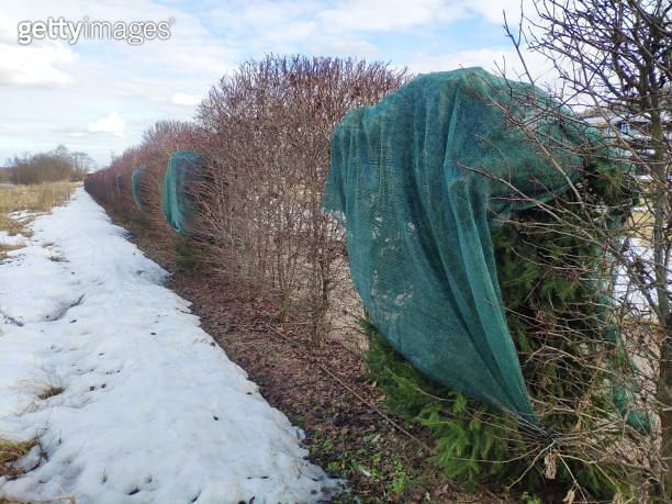 Coniferous trees are protected from the sun by a shading net in winter ...