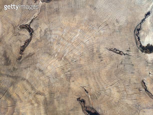 background structure of an old sawn linden tree. Tree rings old ...