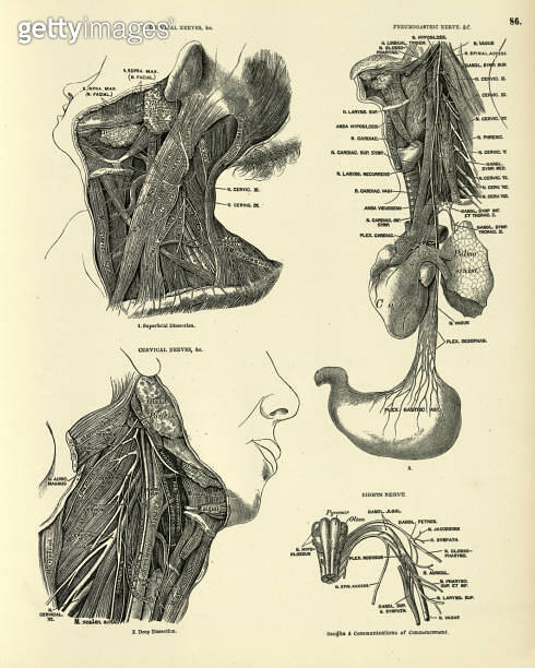 Human Anatomy, Cervical, Pneumogastric, Nerves, Victorian anatomical ...