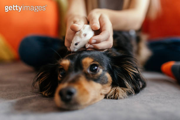 Playing with a domestic hamster/lemming and a dog at home 이미지 ...