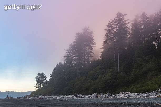 Trees Covered in Fog at Ruby Beach in Olympic National Park at Sunset ...