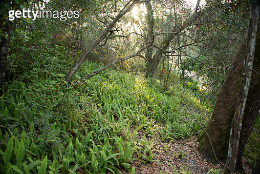 Ferns on side of trail in Ravine Gardens State Park (1310626426) - 게티이미지뱅크