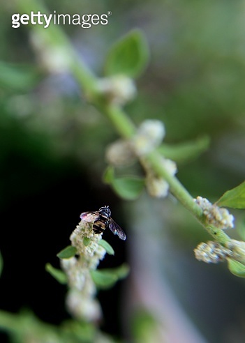 close up of a flying insect honey bee on small flower (Aerva lanata ...