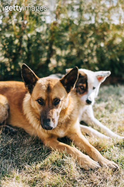 Portrait of two street dogs sitting side by side on the grass outdoor ...