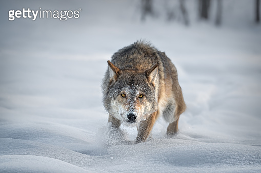 Adult Aggressive European Timber Wolf Runs Through The Freshly Fallen ...