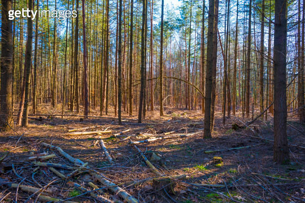 Sunlit pines in a colorful forest in bright sunlight in winter 이미지 ...