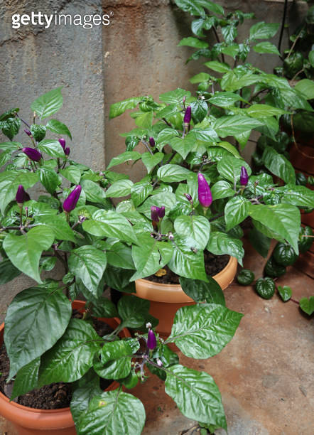 A Close up view of a purple Chili plant which is very hot in taste and ...