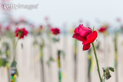Red rose in the sand of Copacabana beach in Rio de Janeiro. 이미지 ...