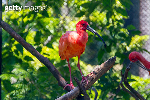 bird known as guara on a branch outdoors in rio de janeiro. 이미지 ...