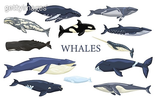 Set whales isolated on white background. Collection ocean animals 이미지 ...