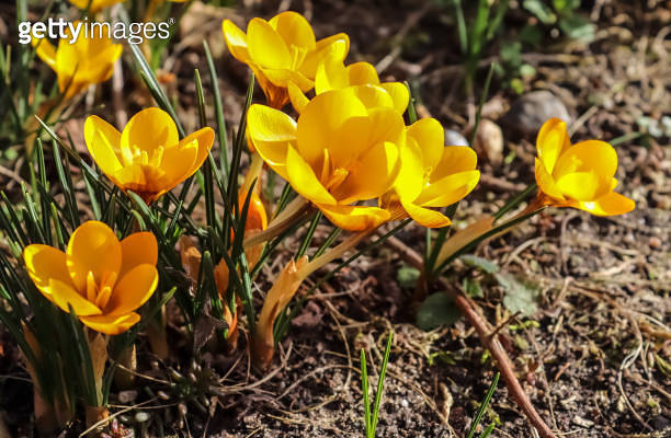 Selective focus. Yellow crocus growing outside. View at magic blooming ...