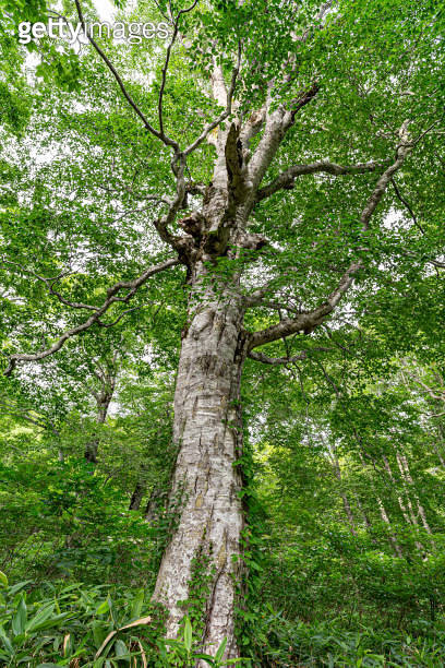 Rich nature of Japanese plateau and beech forest. 이미지 (1334108147) - 게티이미지뱅크