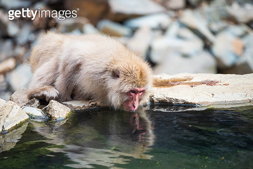 Japanese snow monkey drink hot spring water in winter (1353247720) - 게티 ...