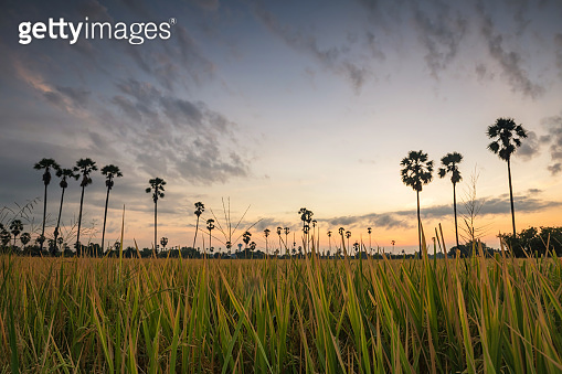 Paddy rice grass against palm tree at dawn 이미지 (1336891054) - 게티이미지뱅크