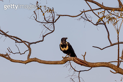 Collared Crow (Corvus torquatus) eating fruit in earnly morning ...