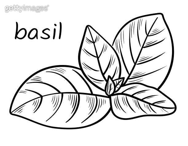 Hand drawn basil branch with leaves. Graphic sketch of a beautiful ...