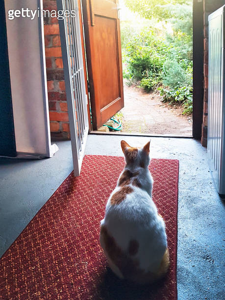 Cat sat on mat looks out through doorway at sunny garden 이미지 ...