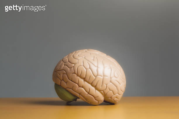 Medical model of a human brain resting on a desk, with copy space on ...