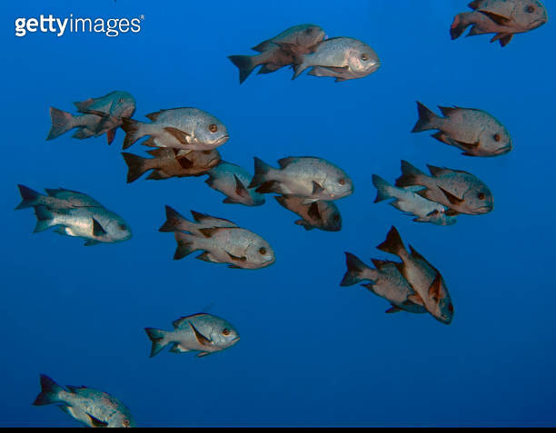 A school of Black and White Snapper (Macolor niger) in the Red Sea ...