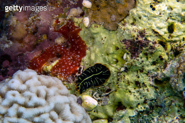 A Divided Flatworm (Pseudoceros dimidiatus) in the Red Sea (1349246265 ...