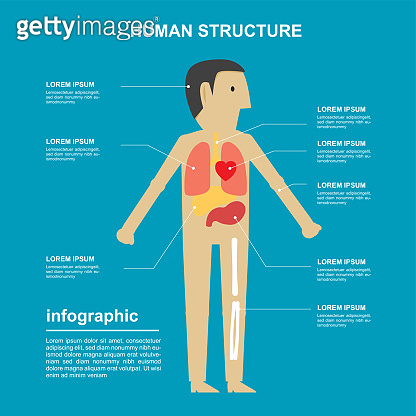 Human anatomy layout in male body. Vector Design (1301522607) 일러스트, 무료 ...