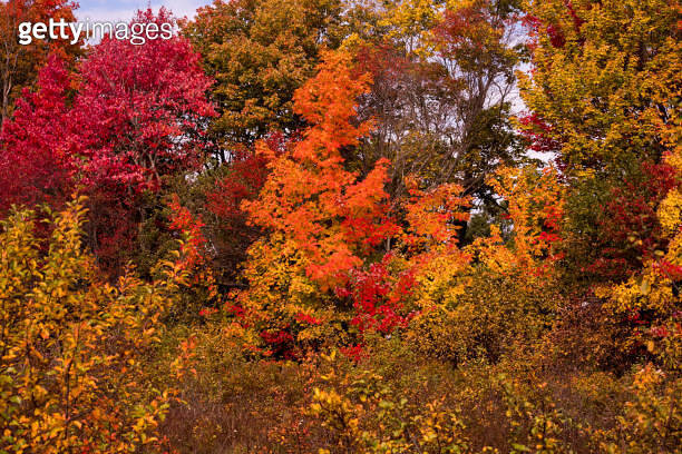The edge of a wood Line 이미지 (1347924924) - 게티이미지뱅크