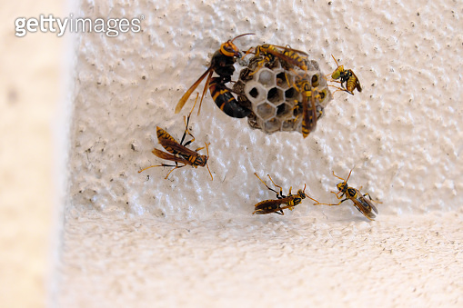 Paper wasp that stops moving due to the attack of the wasp (1328977864 ...