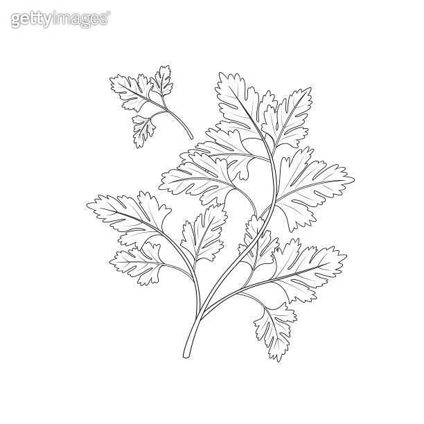 Vector illustration of parsley isolated on white background. Black and ...