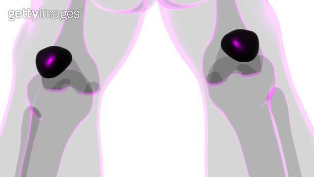 Human skeleton anatomy Patella Bone 3D Rendering (1300788927) - 게티이미지뱅크