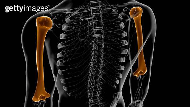 Human skeleton anatomy Humerus Bone 3D Rendering 이미지 (1310735757) - 게티이미지뱅크