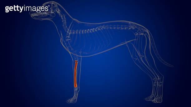 Radius Bones Dog skeleton Anatomy For Medical Concept 3D (1334503811 ...