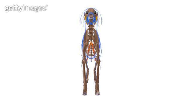 Gracilis muscle Dog muscle Anatomy For Medical Concept 3D (1335412975 ...