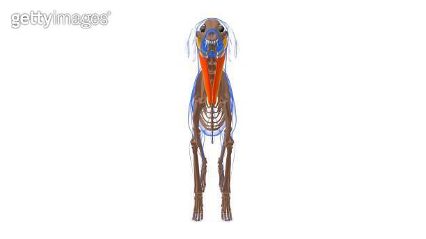 sternocephalicus muscle Dog muscle Anatomy For Medical Concept 3D ...