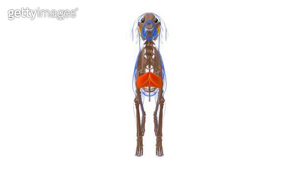 Pectoralis Superficialis muscle Dog muscle Anatomy For Medical Concept ...