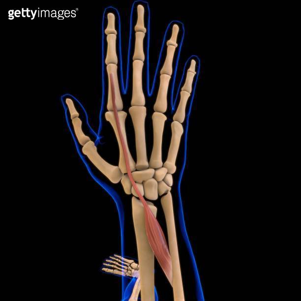 Extensor Indicis Muscle Anatomy For Medical Concept 3D Illustration ...