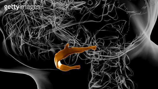 Human Skeleton Hyoid bone Anatomy For Medical Concept 3D (1310739089 ...