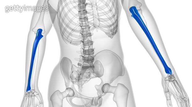 Human skeleton anatomy Ulna Bone 3D Rendering (1303577013) - 게티이미지뱅크