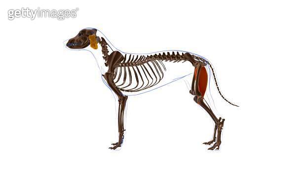 Gracilis muscle Dog muscle Anatomy For Medical Concept 3D (1341134850 ...