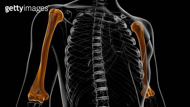 Human skeleton anatomy Humerus Bone 3D Rendering (1310735766) 일러스트, 무료 ...