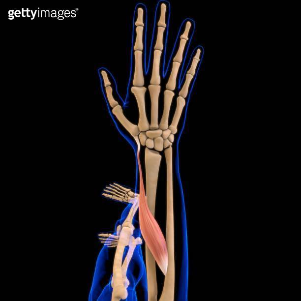 Abductor Pollicis Longus Muscle Anatomy For Medical Concept 3D ...