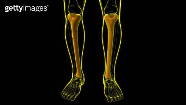 Human skeleton anatomy Tibia Bone 3D Rendering 이미지 (1334878385) - 게티이미지뱅크