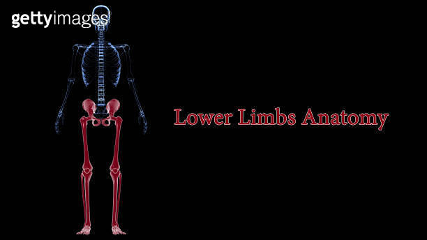 Human Skeleton Lower Limbs Anatomy 3D (1338470401) - 게티이미지뱅크