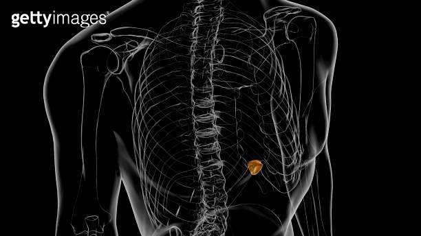 Human Skeleton Xiphoid process Anatomy 3D (1310742056) - 게티이미지뱅크